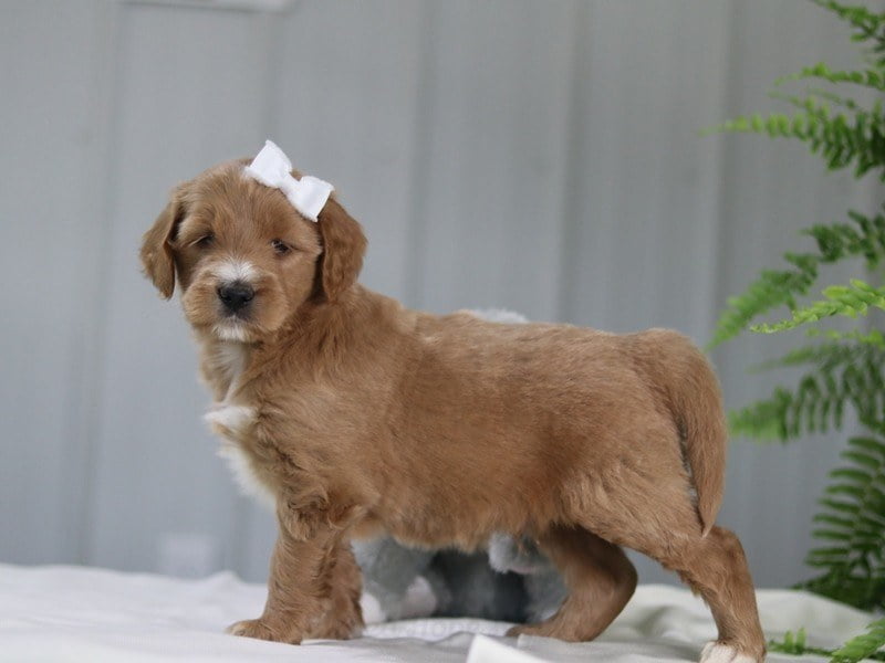 Mojo - Male Puppy | Blessed Hope Kennels