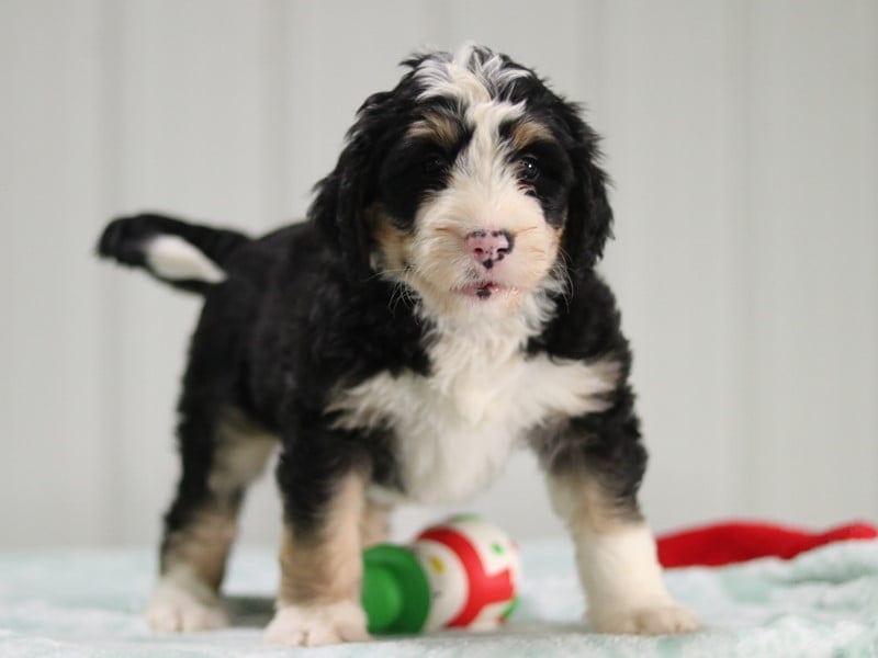 Basil - Tri-Colored Female Puppy | Blessed Hope Kennels