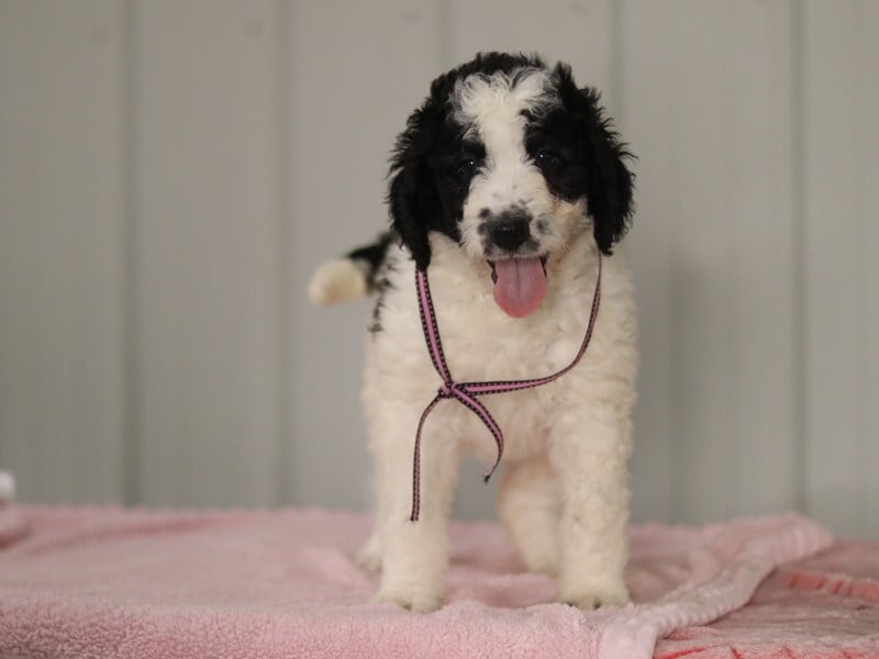 Patrisha - Black & White Female Puppy | Blessed Hope Kennels