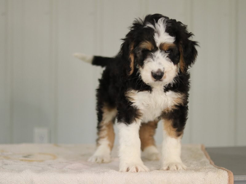Paiger - Tri-Colored Male Puppy | Blessed Hope Kennels