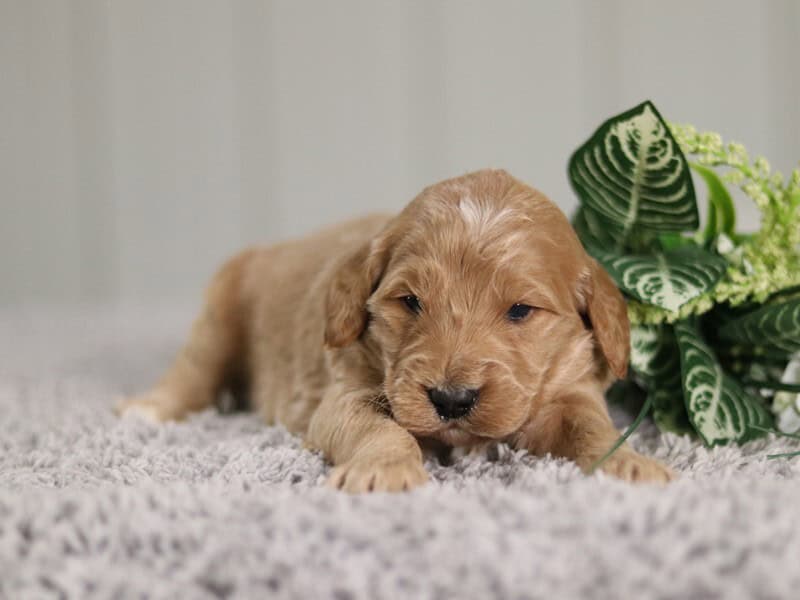 Waco - Apricot & White Male Puppy | Blessed Hope Kennels