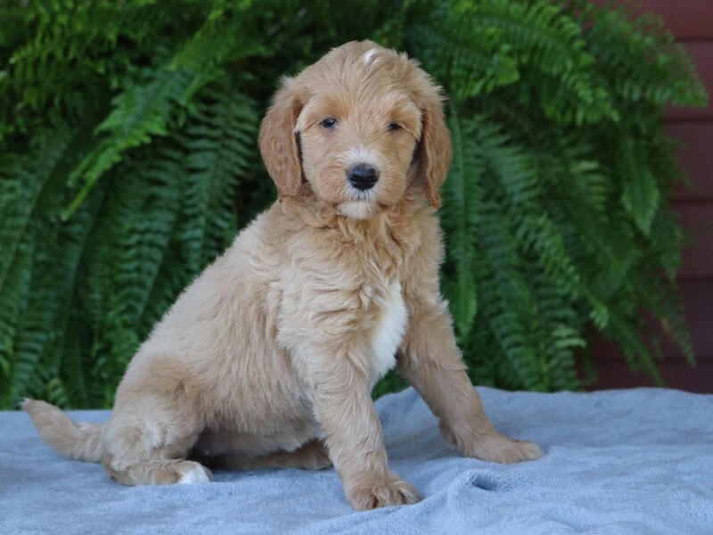 Mashayla - Apricot & White Female Puppy | Blessed Hope Kennels