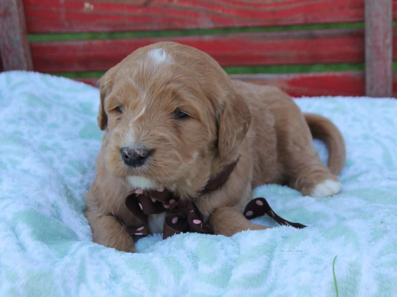 Kezia - Brown Female Puppy | Blessed Hope Kennels