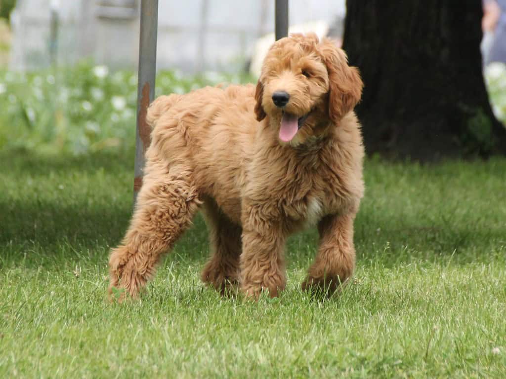 Marlee - Brown Female Puppy | Blessed Hope Kennels