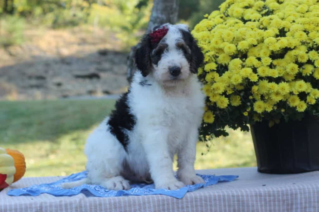 Snuggle Bug - Tri-Colored Male Puppy | Blessed Hope Kennels