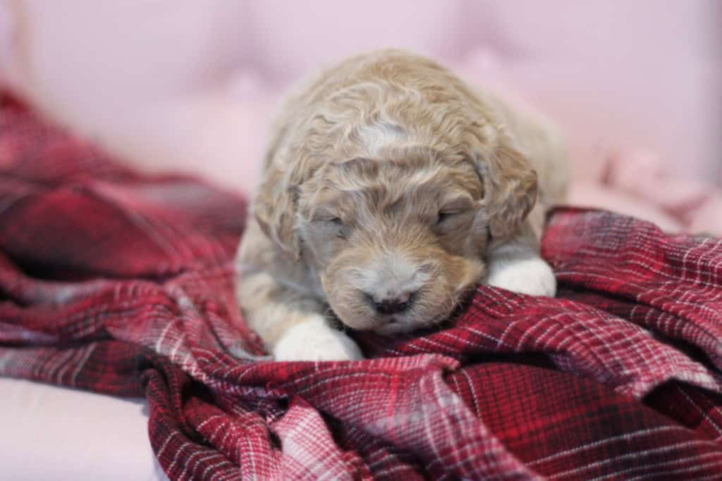 Miss Marple - Brown & White Female Puppy | Blessed Hope Kennels