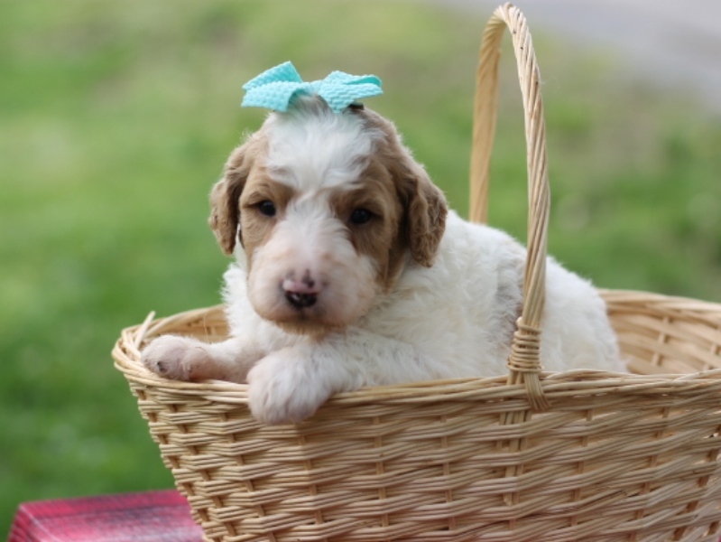 Chibo (Franklin) - Brown & Cream Male Puppy | Blessed Hope Kennels